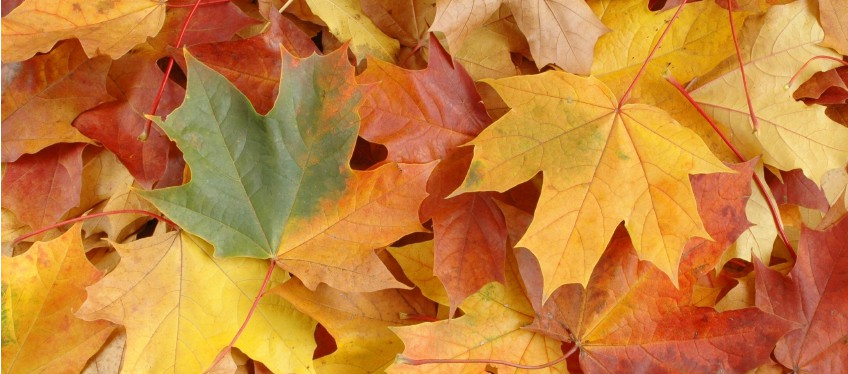 Jump into fall - Precedent